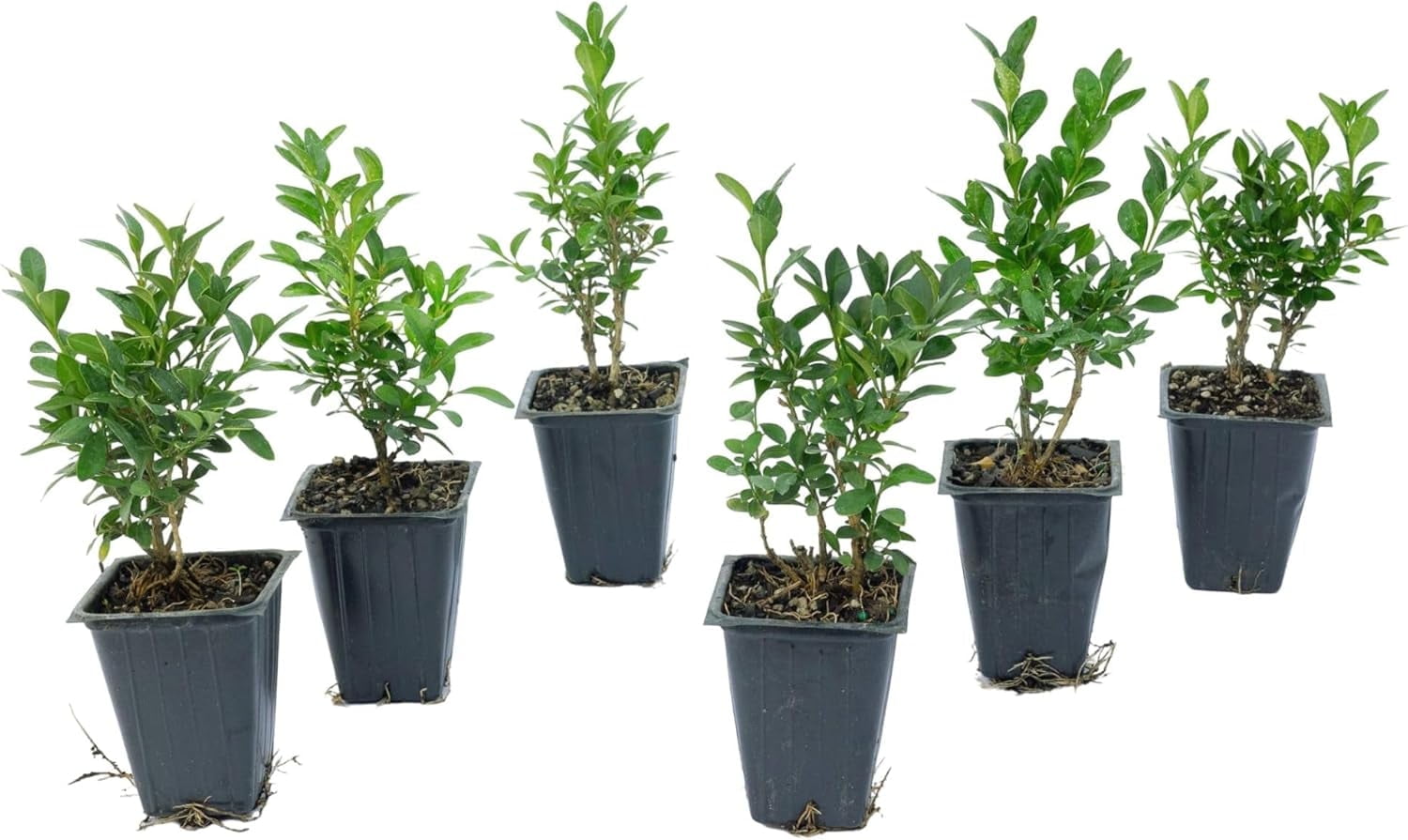 6 Green Velvet Boxwood, Live Plants (Buxus ‘Green Velvet’) – Compact ...