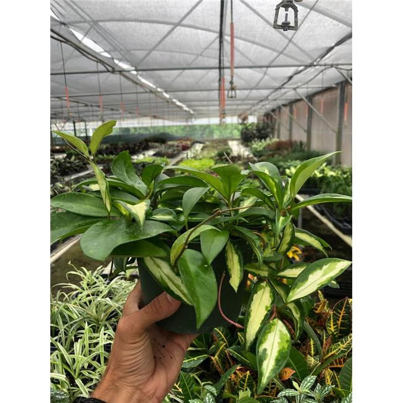 6-HOYA-KRIMSON.QUEEN Hoya Carnosa Krimson Princess Plant - Walmart.com