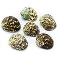 6 Hermit Crab Shells Large Turbo Changing Seashells Large 2"-3" Size ...