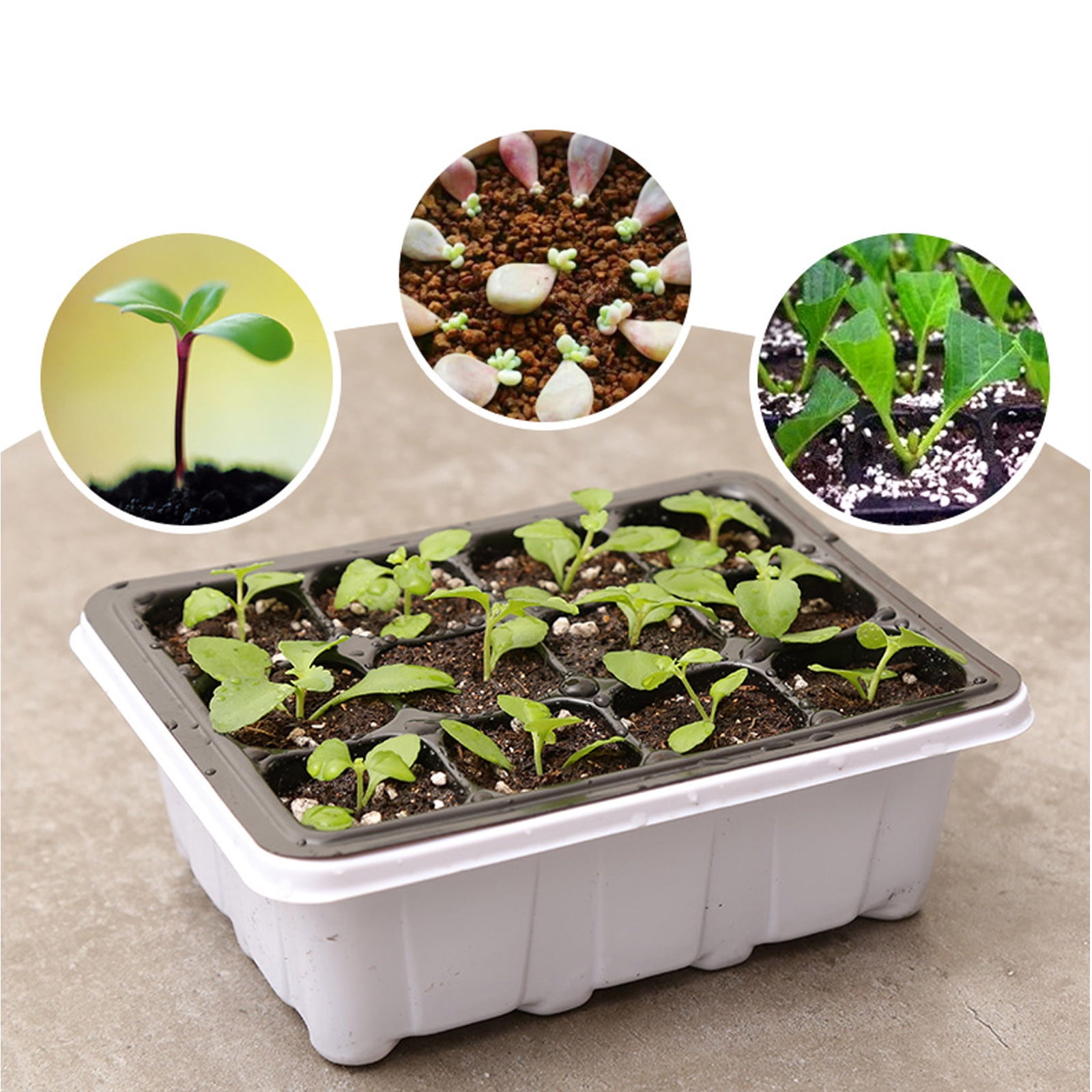6-Hole Indoor Seed Starter Kit Propagation Box Greenhouse Germination ...
