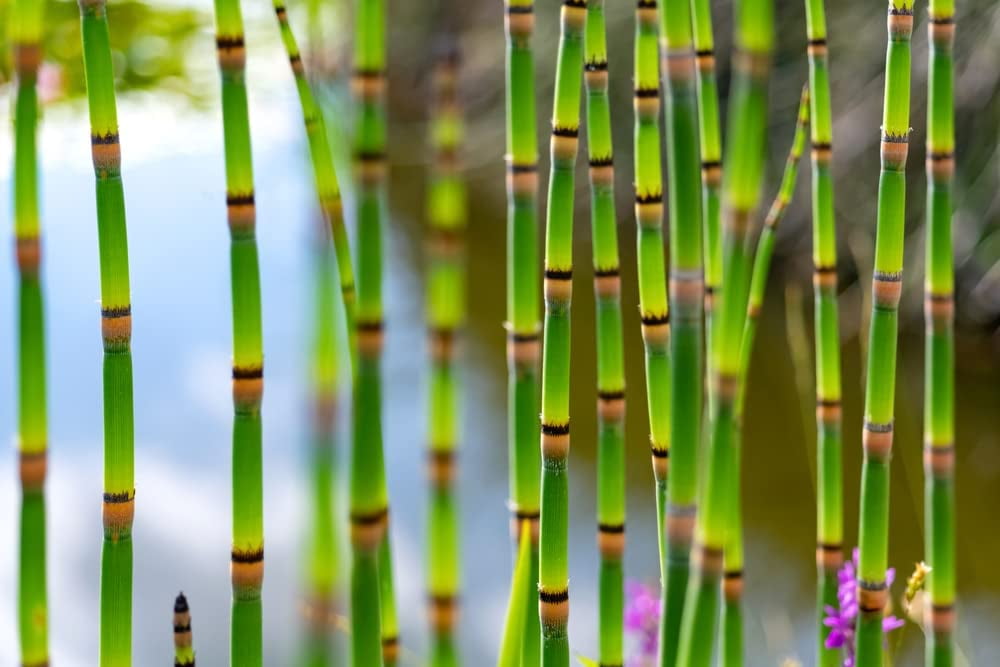 CZ Grain Horsetail Plant Cuttings, 6 Equisetum Stems, Fast Growing ...