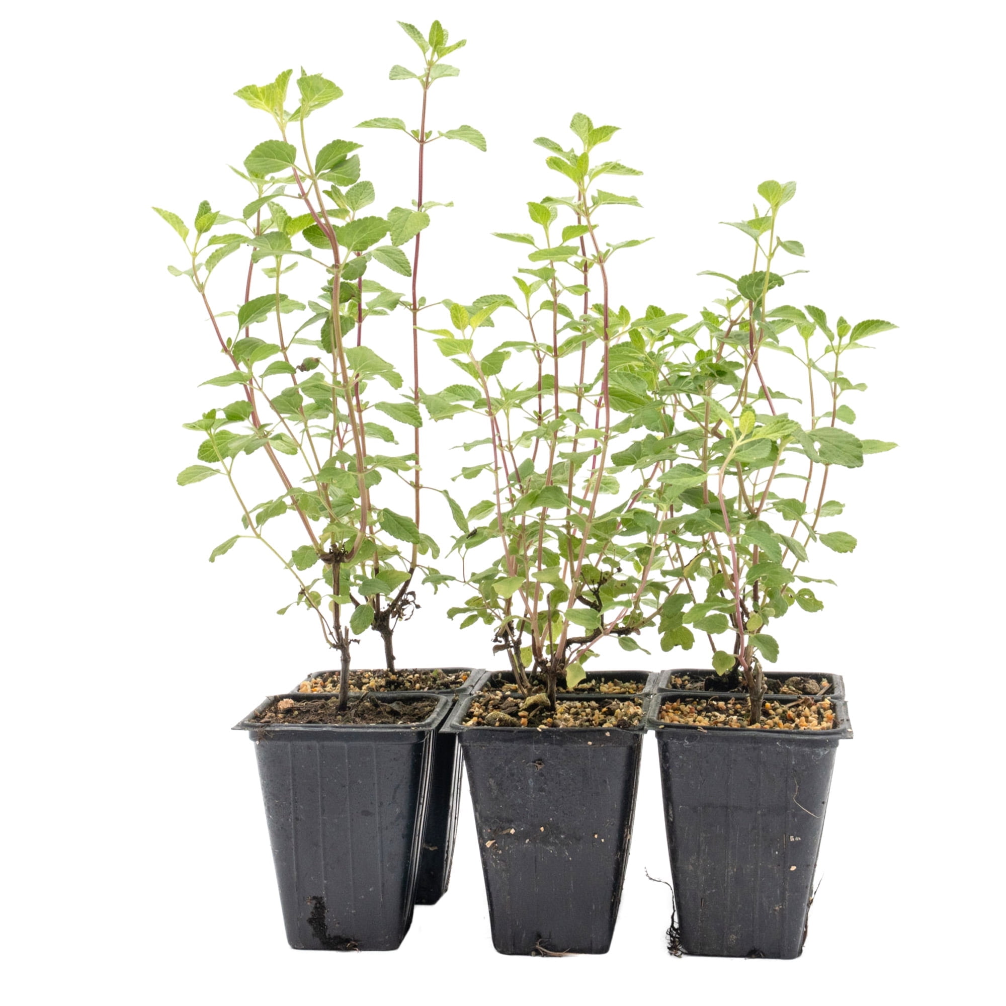 6 Hot Lips Sage in 3.5" Nursery Cubes | Salvia ‘Hot Lips’ | Colorful ...