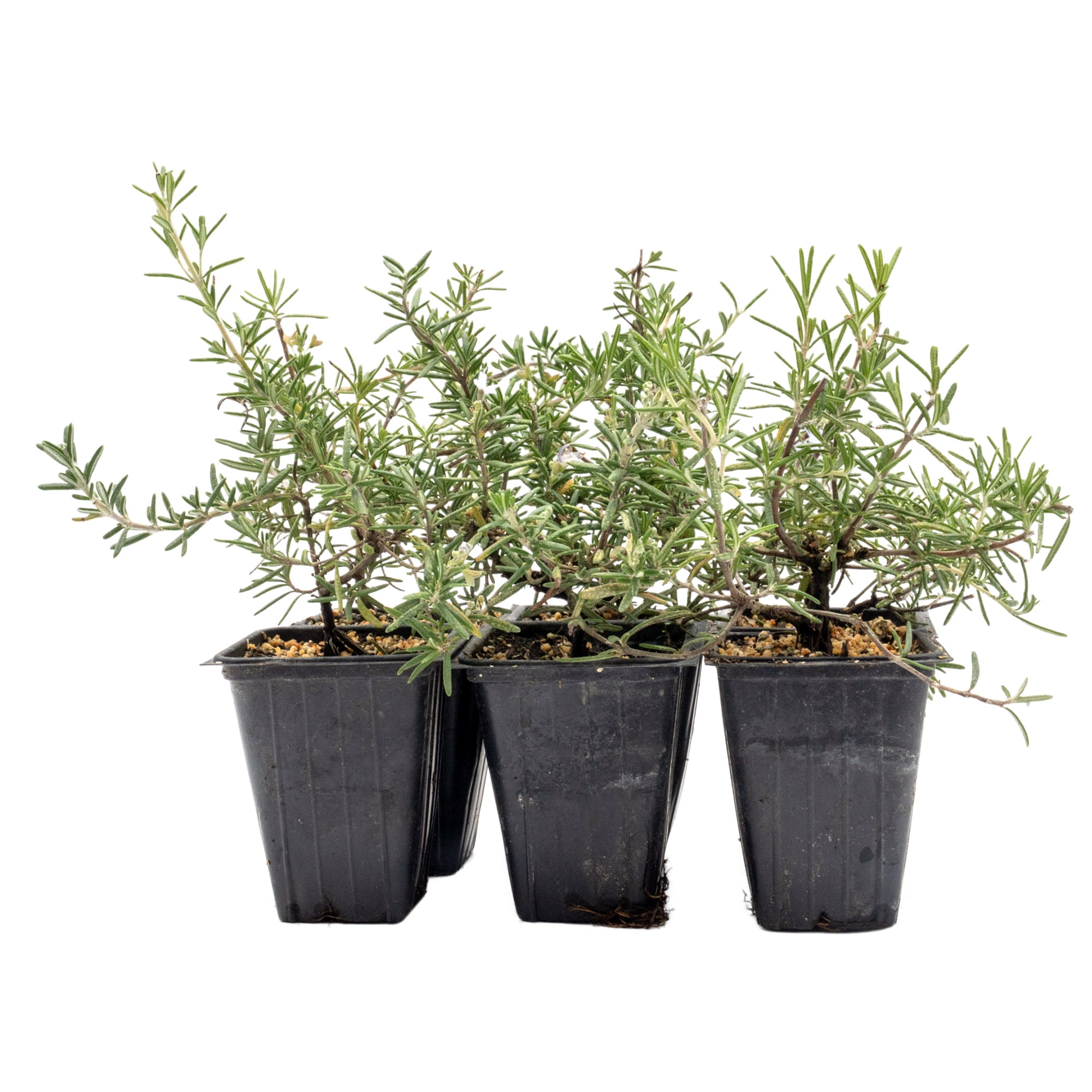 6 Huntington Carpet Rosemary in 3.5" Nursery Cubes | Rosmarinus ...