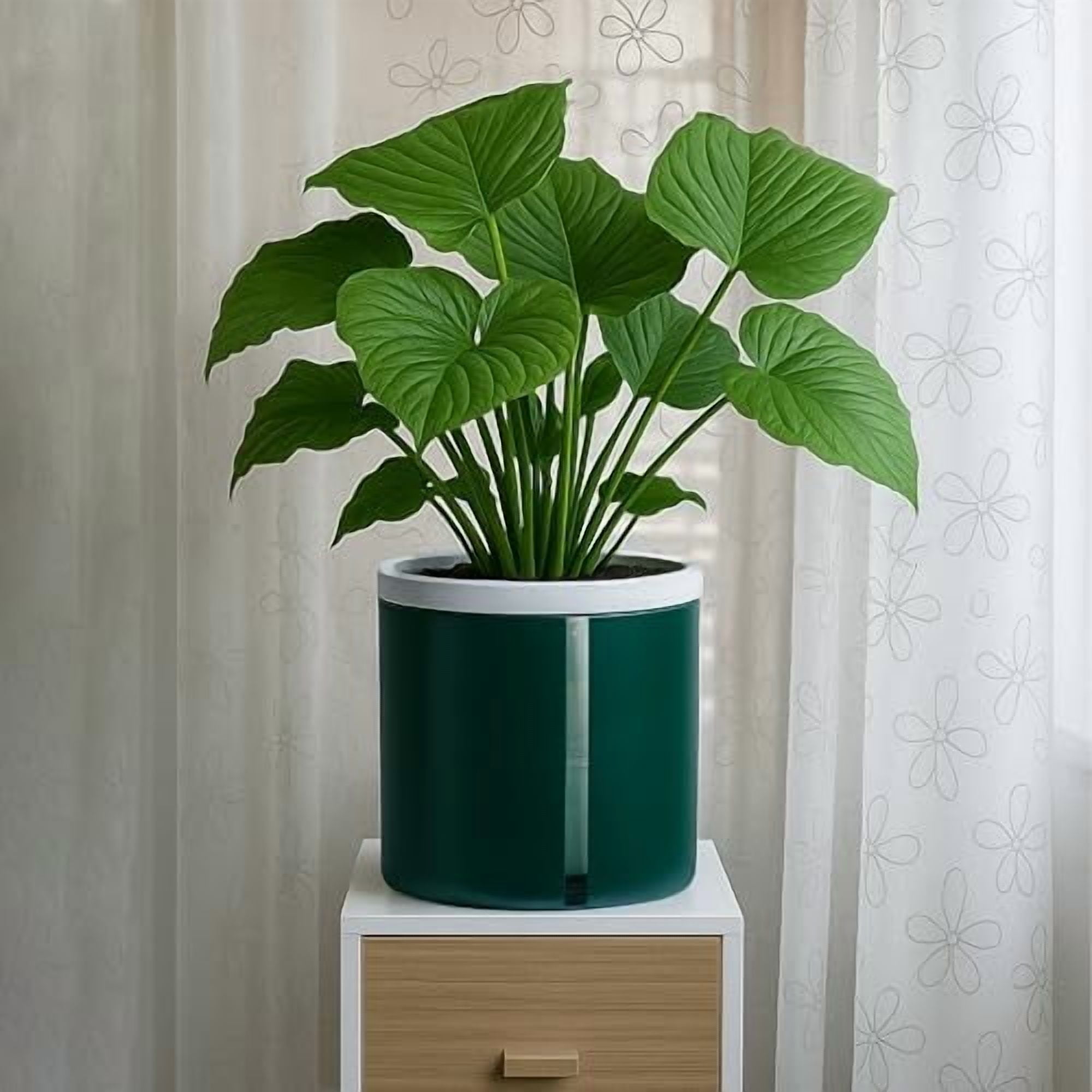 6 Inch Design Self Watering Planter for Indoor Plants, White Terracotta ...