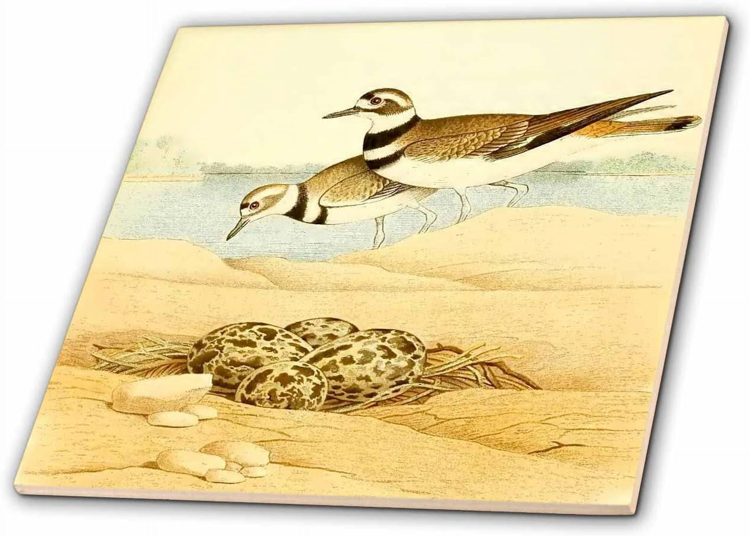 6 Inch Glass Tile - Vintage Art Killdeer s with nest Eggs Illustration ...