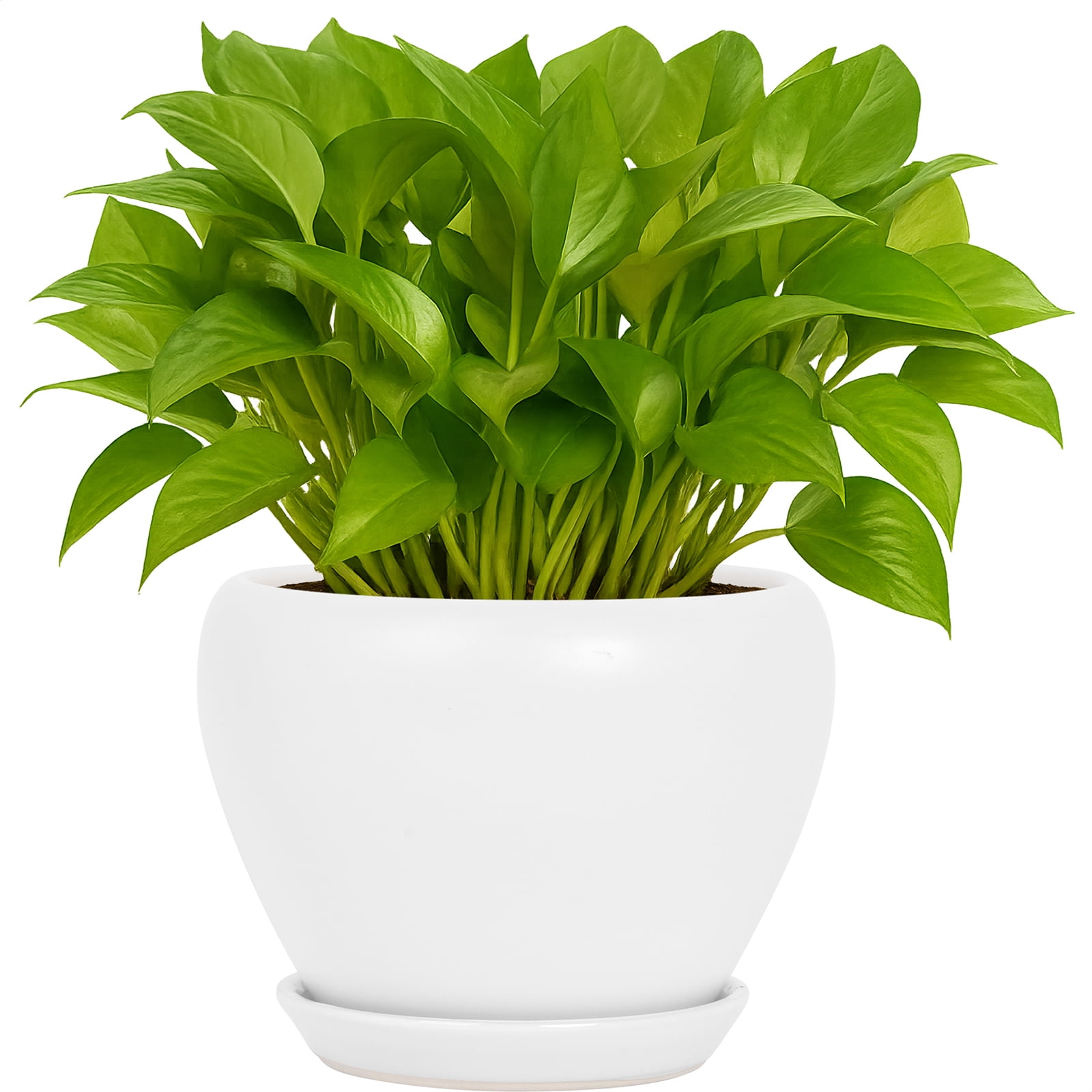6 Inch Plant Pot - Ceramic Planter with Drainage Hole and Trays, Modern ...