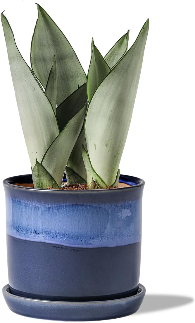 6 Inch Plant Pot: Ceramic Planter Pot with Drainage Hole & Saucer ...