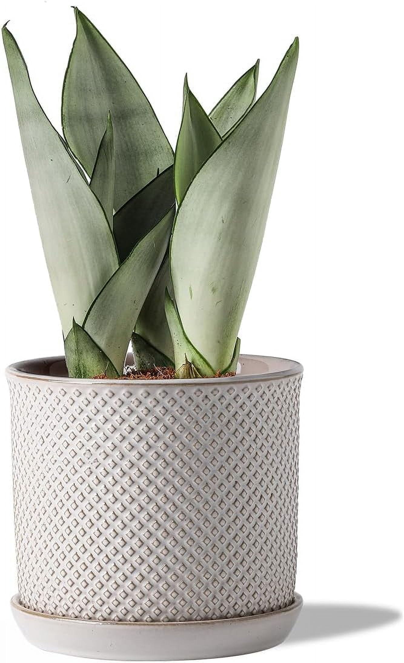 6 Inch Plant Pots: Ceramic Planter with Drainage Hole & Saucer ...