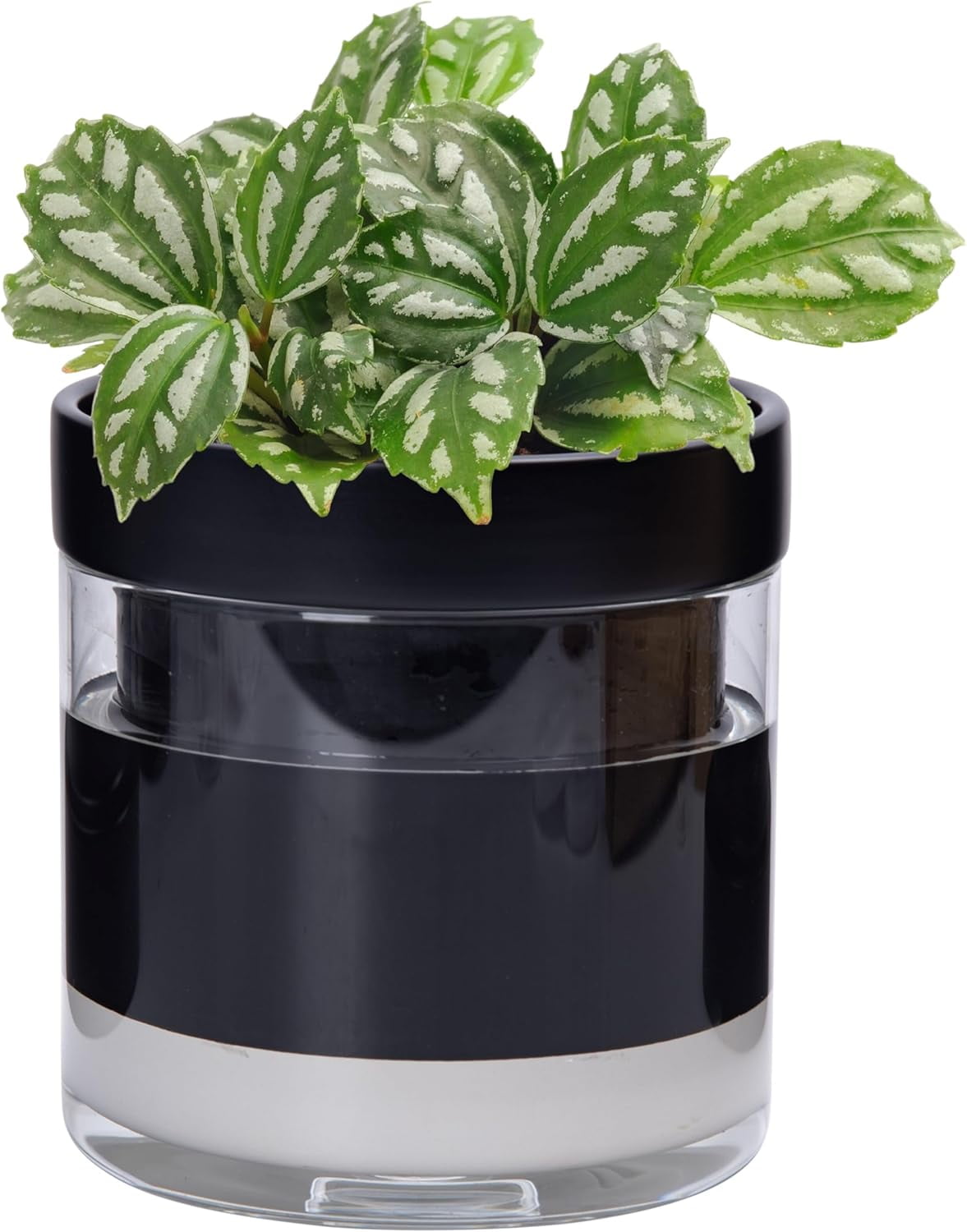 6 Inch Self Watering Terracotta Planter, Black Terracotta Clay Pot with ...