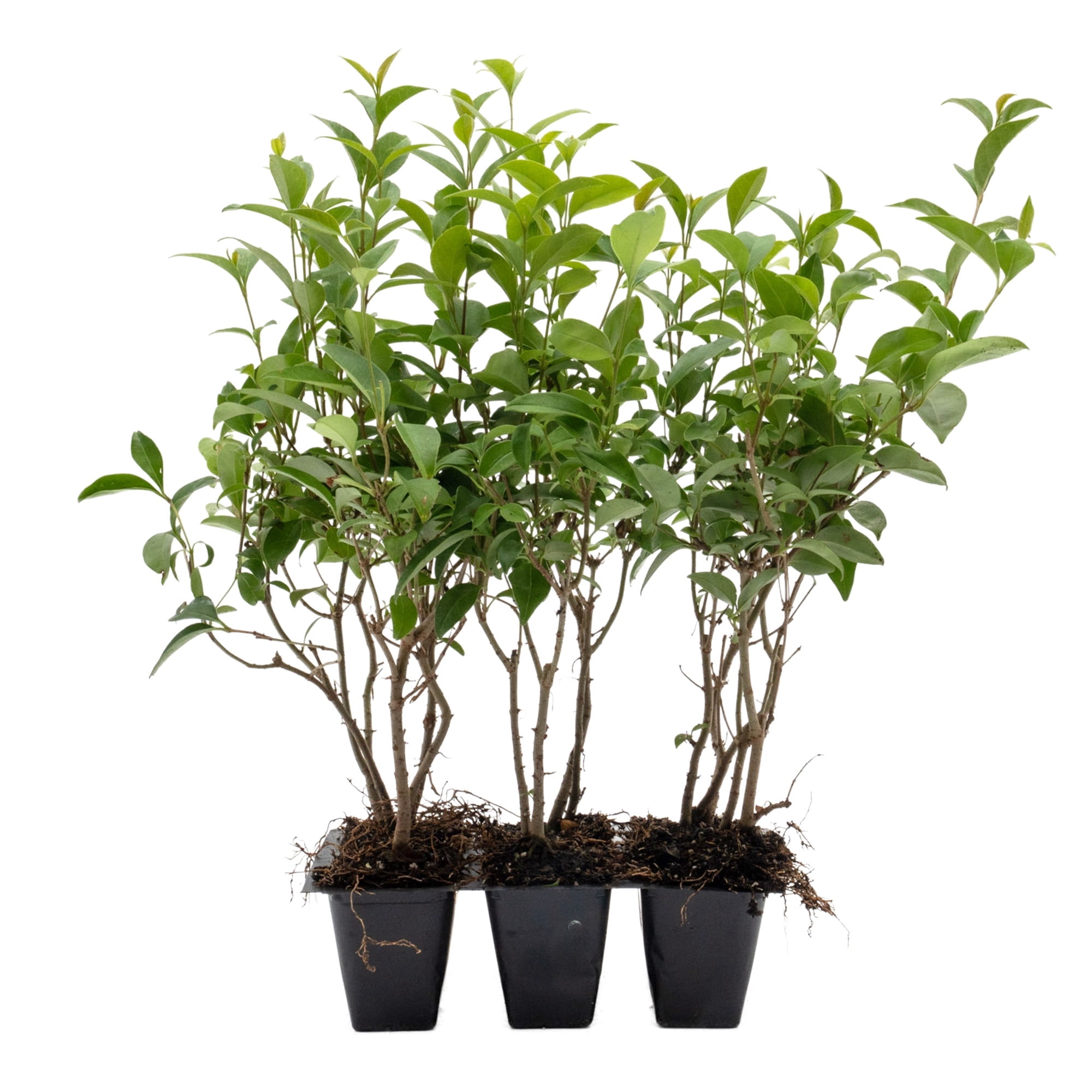 6 Japanese Privet in 2.5" Nursery Cubes | Ligustrum japonicum ...