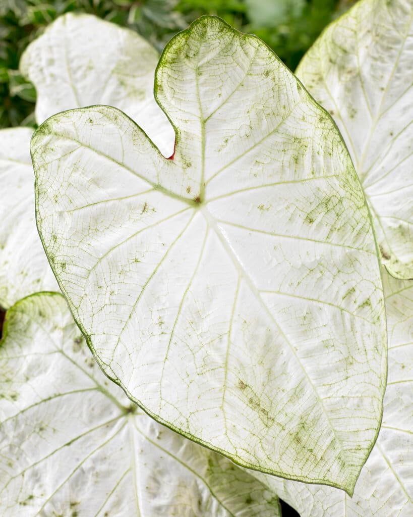 6 June Bride Fancy Caladium Bulbs for Planting - Exotic White Elephant ...