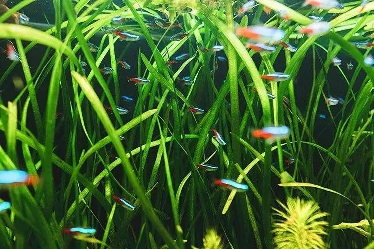 6 Jungle Val plants val vallisneria Live Aquarium Plants 🌱 - Walmart.com