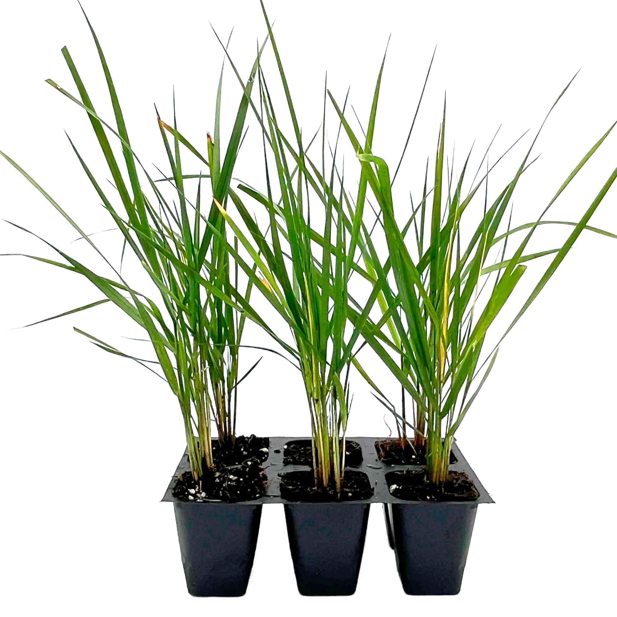 6 Karl Foerster Feather Reed Grass – Upright Ornamental Clumping Grass ...