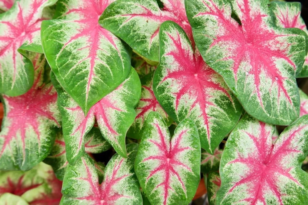 6 Kathleen Caladium Bulbs for Planting - Perennial Hosta, Elephant Ears ...