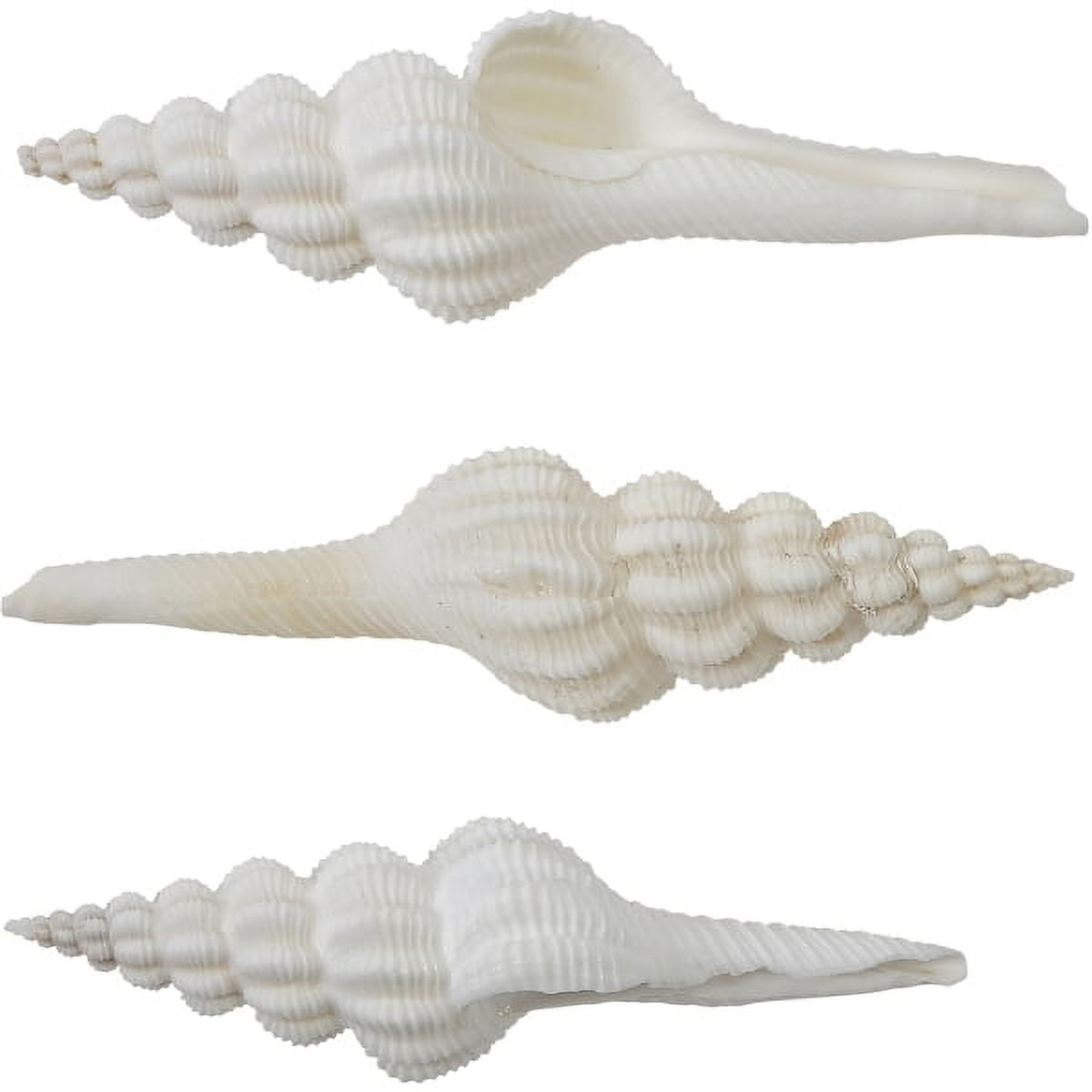 6 Knobby Spindle Shells 5-6" (Set of 6) Craft Shells - Walmart.com