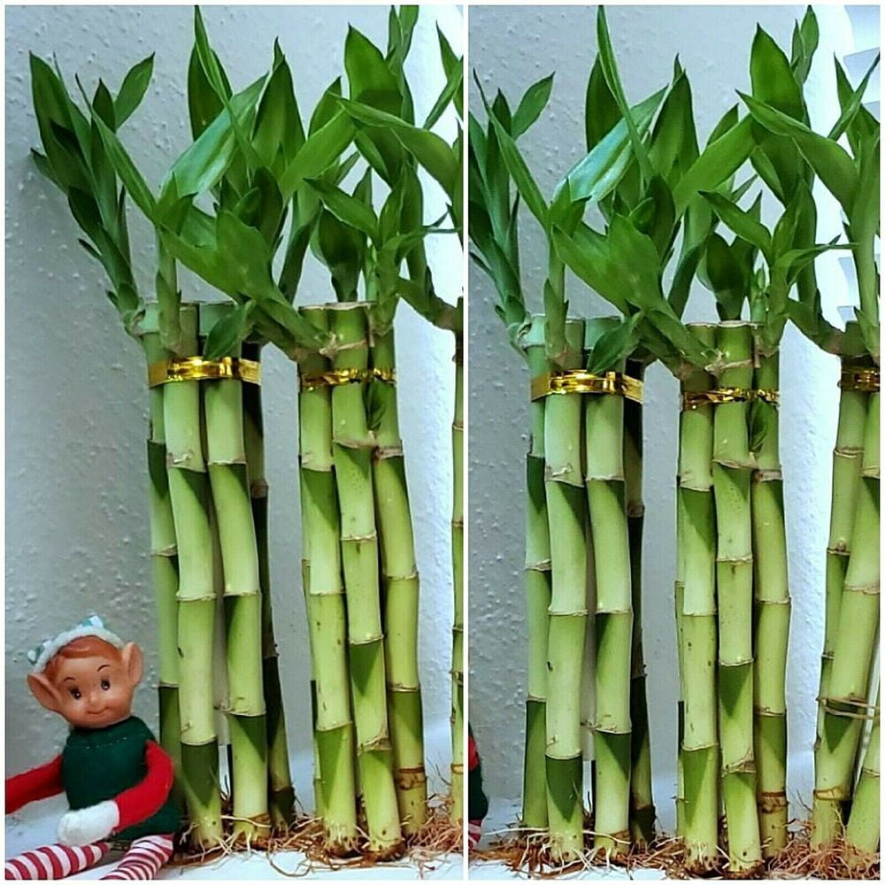 6 LUCKY BAMBOO Plants, 8 inches, Gift, Feng Shui, Indoor Plant All Year ...