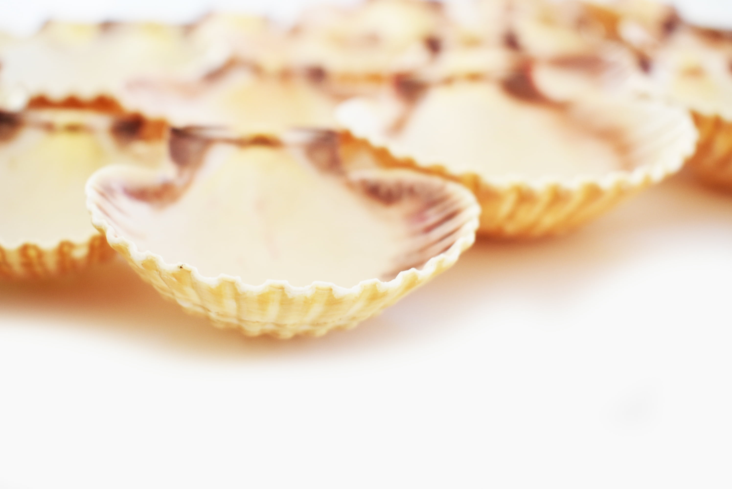 6 Large Mexican Deep Cup Scallop Shells (3-3.5") Baking, Beach Crafts ...