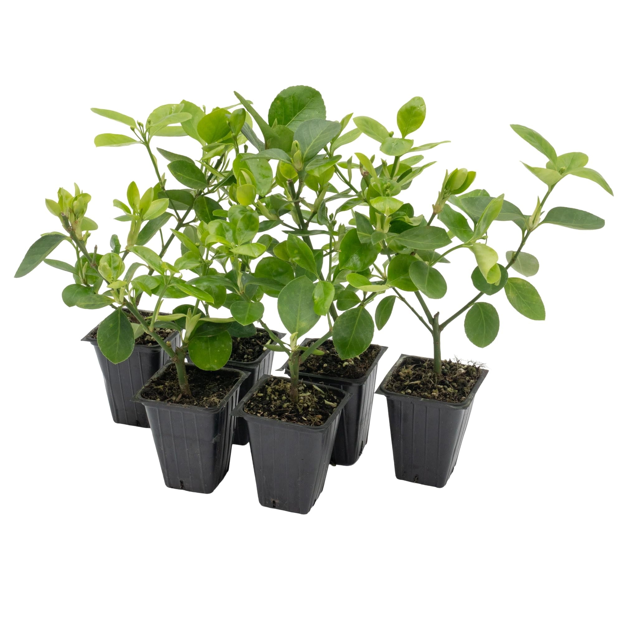 6 Live Manhattan Euonymus Plants (Euonymus Kiautschovicus ‘Manhattan ...