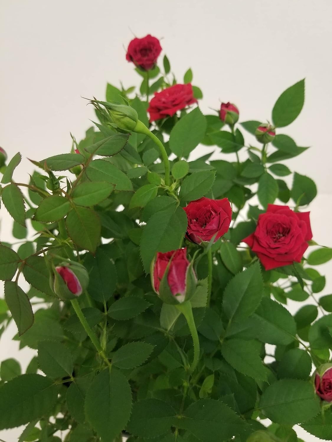 6" Live Mini Red Rose Bush - Walmart.com