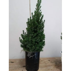 Small Live Decorated Christmas Trees