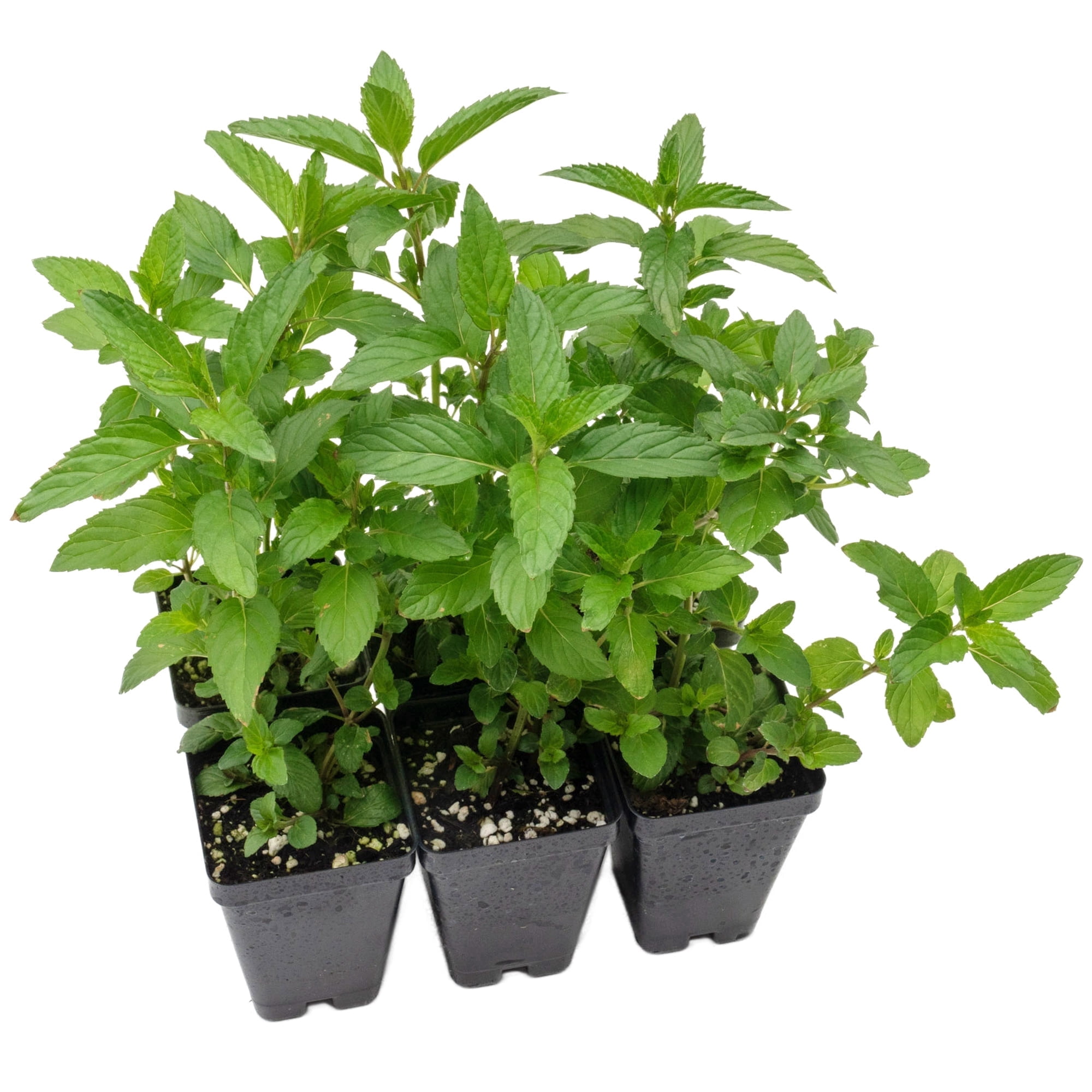 6 Peppermint Plants – Fragrant Edible Perennial Herb for Fresh Tea ...