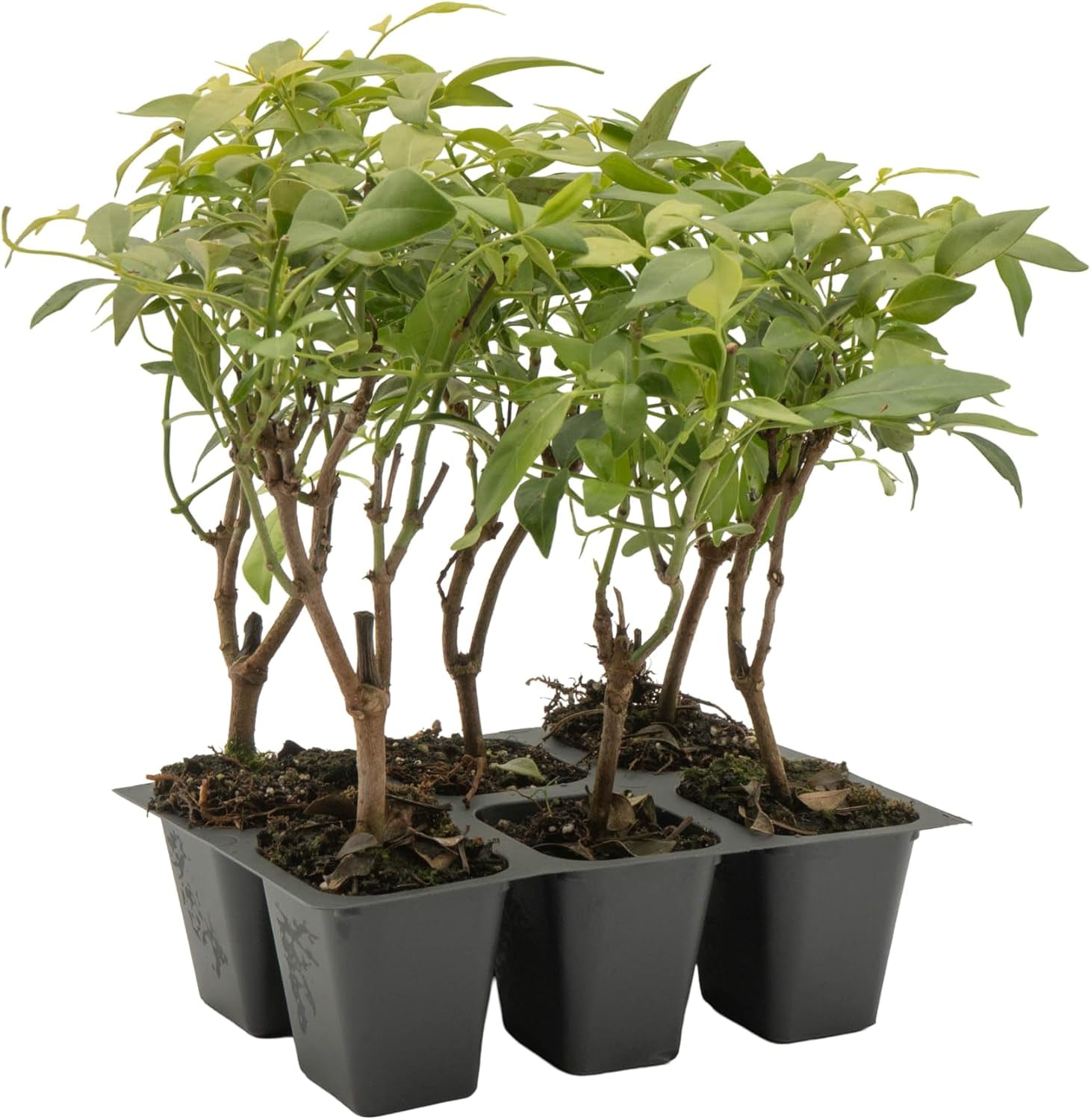 6 Live White Bower Vine Plants (Pandorea Jasminoides 'Alba') – Elegant ...