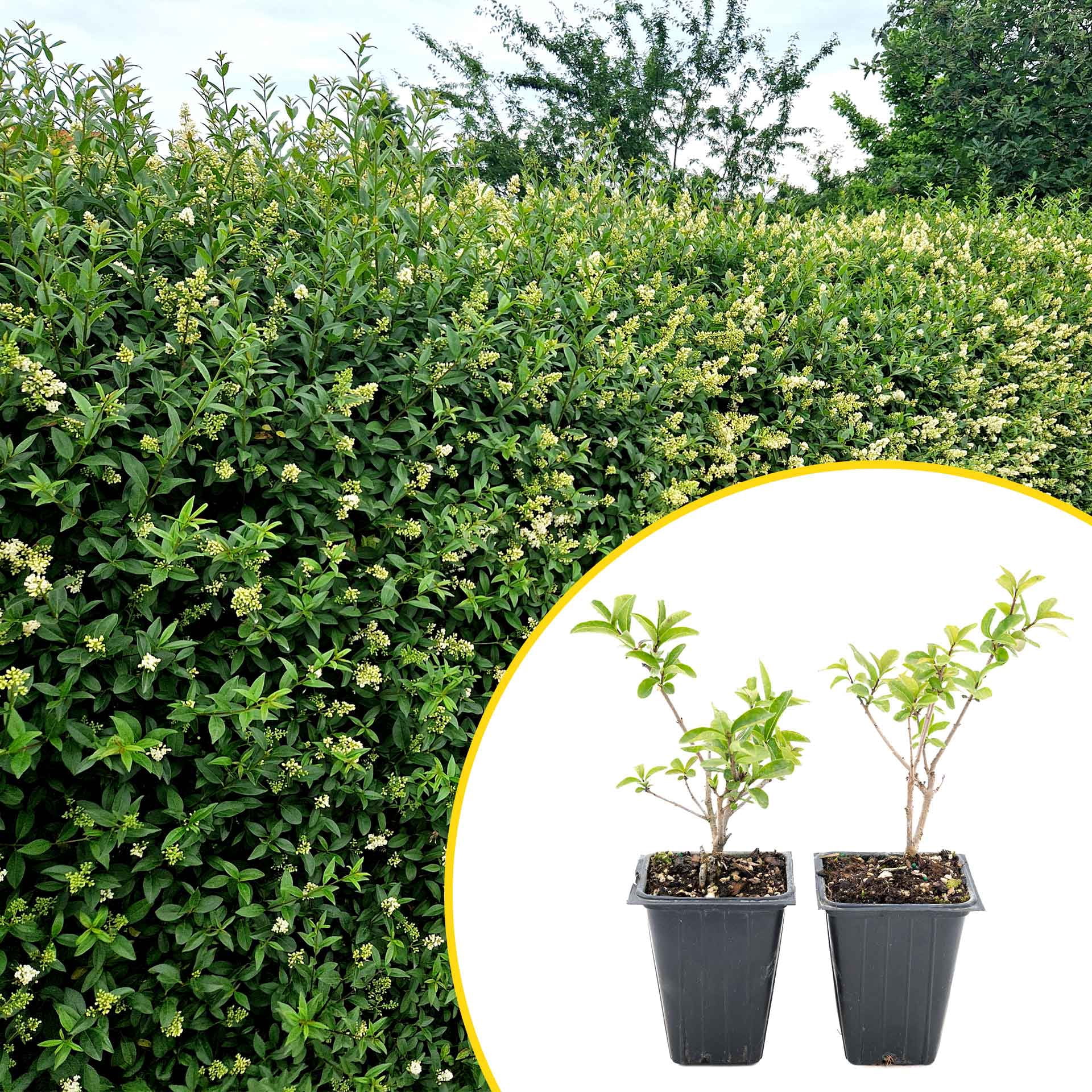 6 Lodense Privet Plants in 3.5" Cubes | Live Compact Evergreen Shrub ...