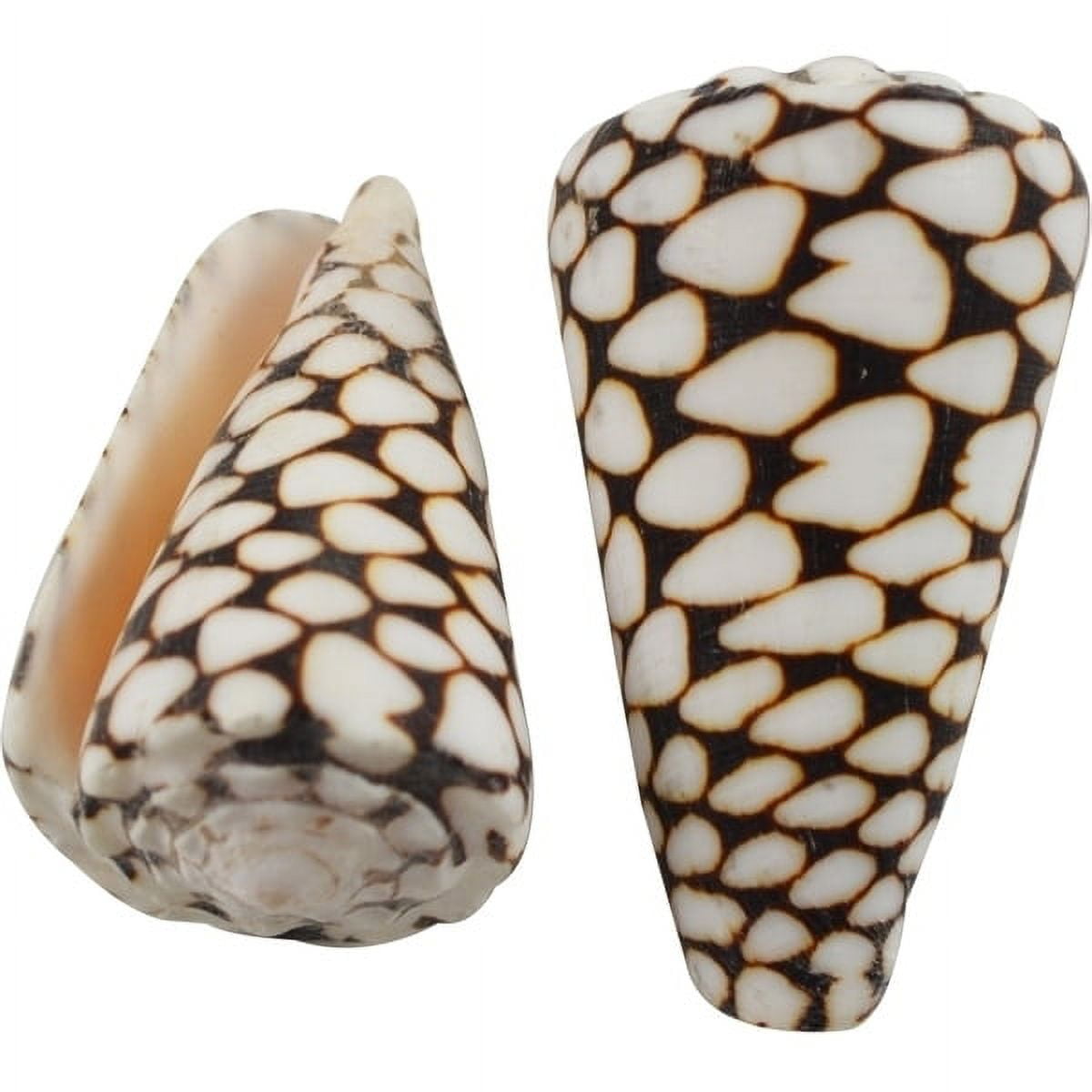 6 Marble Cone Shells 3-4" (Set of 6) - Walmart.com