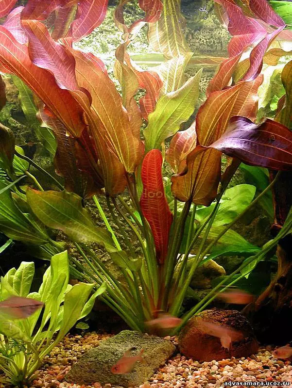 6 Medium Kleiner Bar Sword plants Easy Aquarium aquascaping planted ...