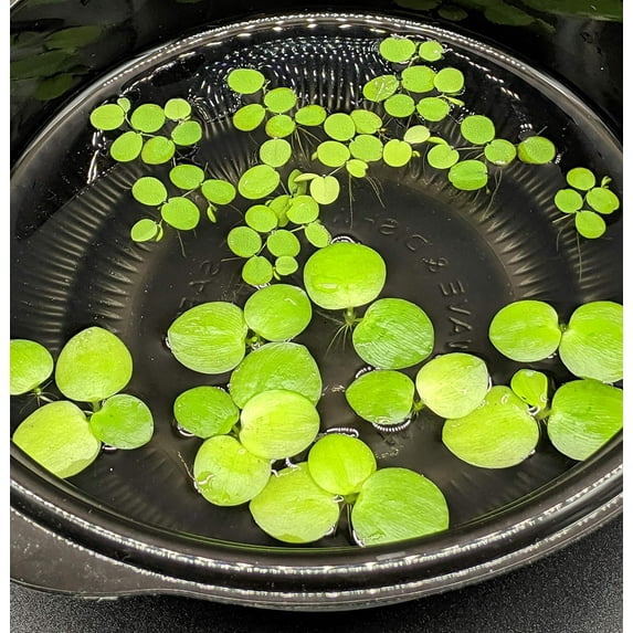 6 Mini Amazon Frogbit + 6 Water Spangles Combo, Betta Fish Aquarium ...