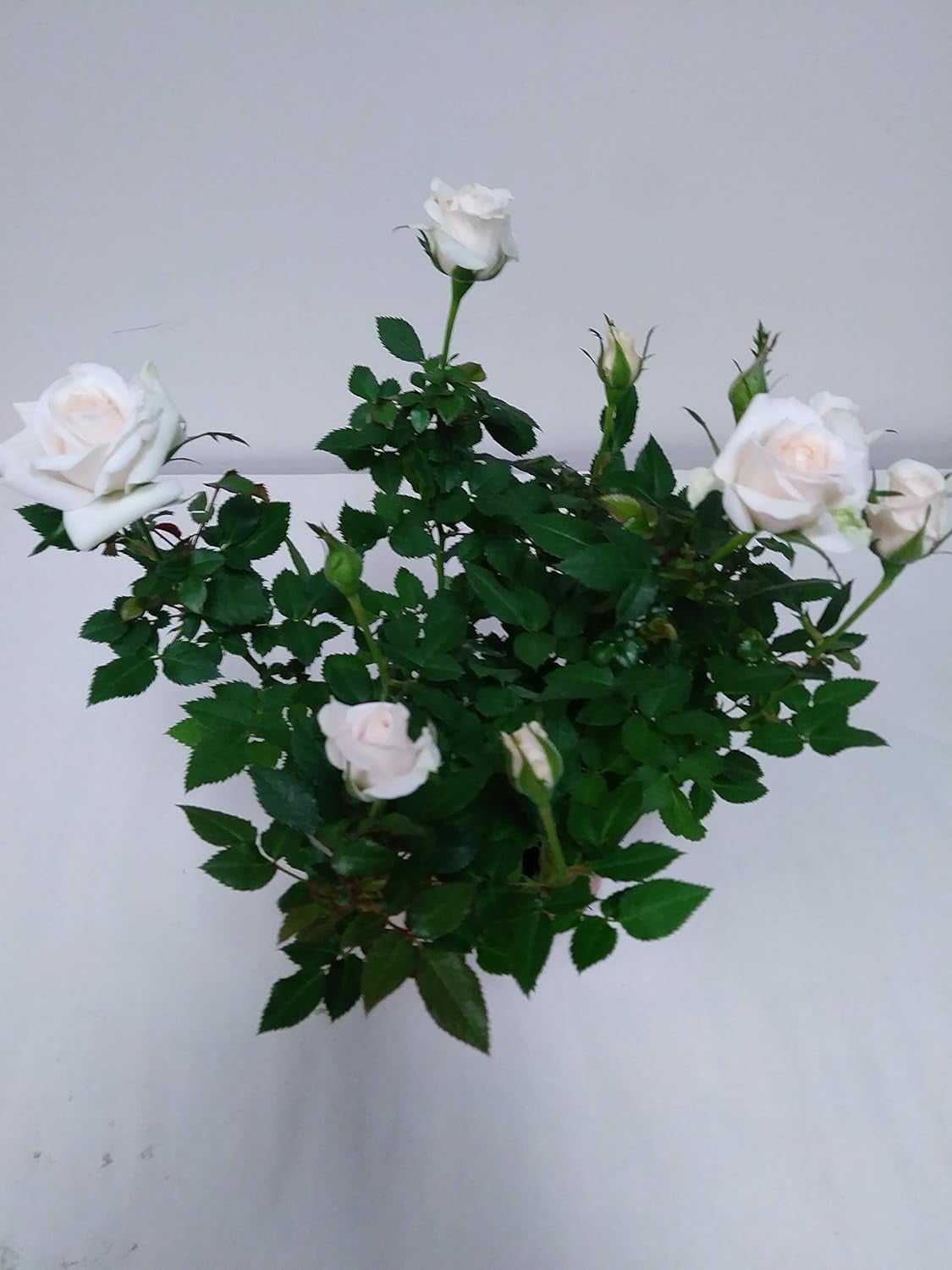 6" Mini White Rose Bush - Walmart.com