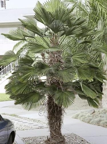 6 Miniature Chusan Palm Tree Seeds for Planting - Trachycarpus ...