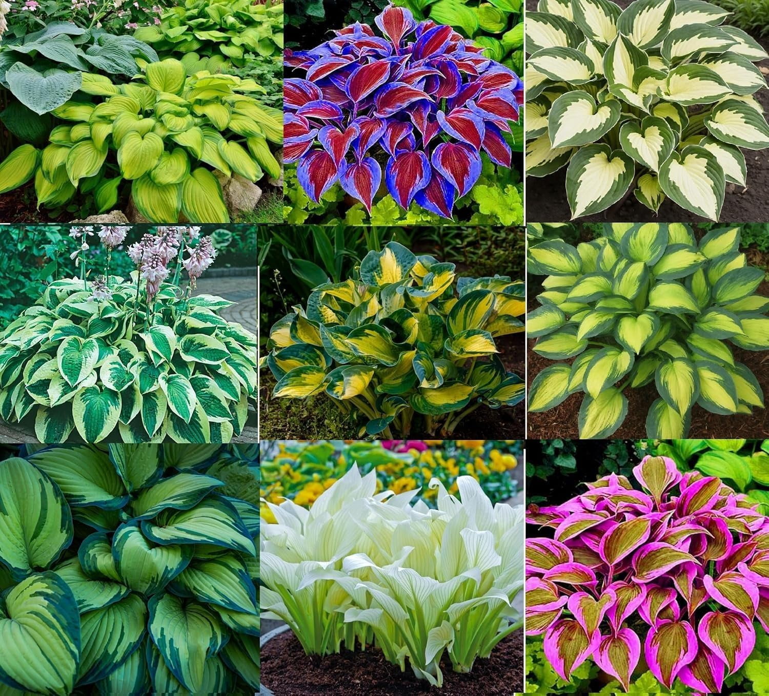 6 Mixed Color Hosta Plants for Growing - Growers Choice, Easy to Grow ...
