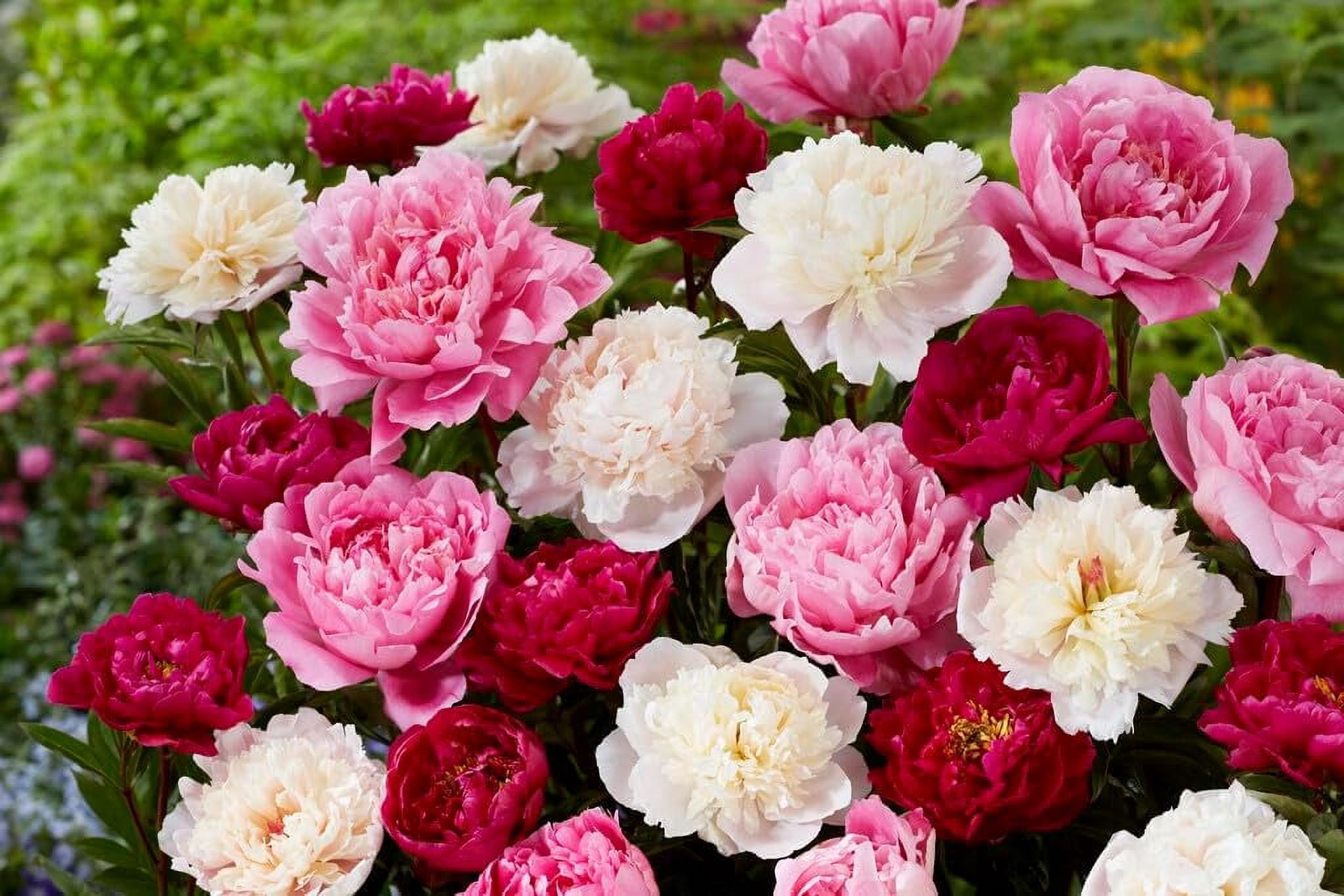6 Mixed Color Peony Roots for Planting - Grow Beautiful Perennial Peony ...