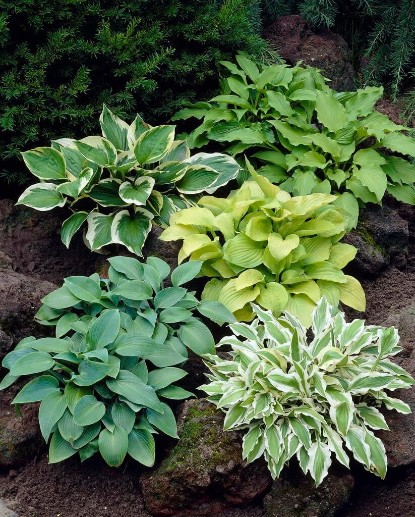 6 Mixed Hosta Plant Roots for Growing - Gardners Mix (6 Hosta Roots ...