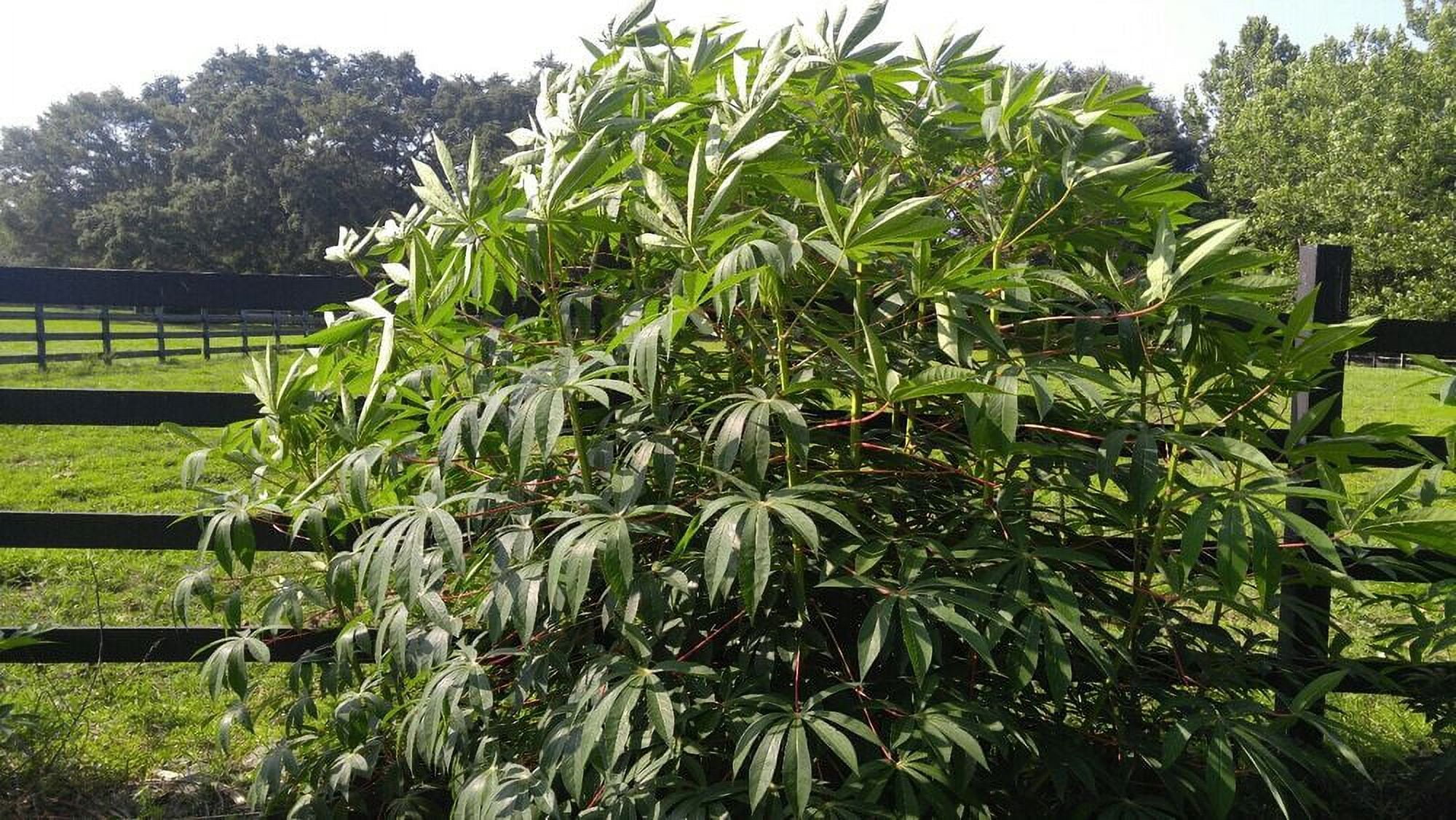 6 PCS Cassava Manihot Cuttings thick woody Sweet Jamaica Red yuca FREE ...