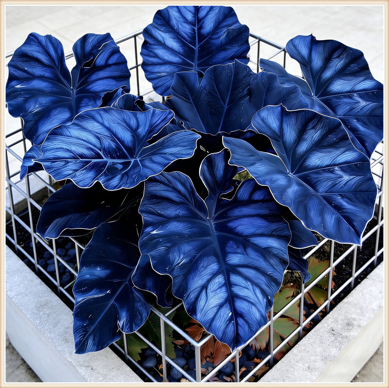6 PCS Easy to Grow-Bulk-Blue Hosta-Bulbs For Planting-Garden-Bulk ...