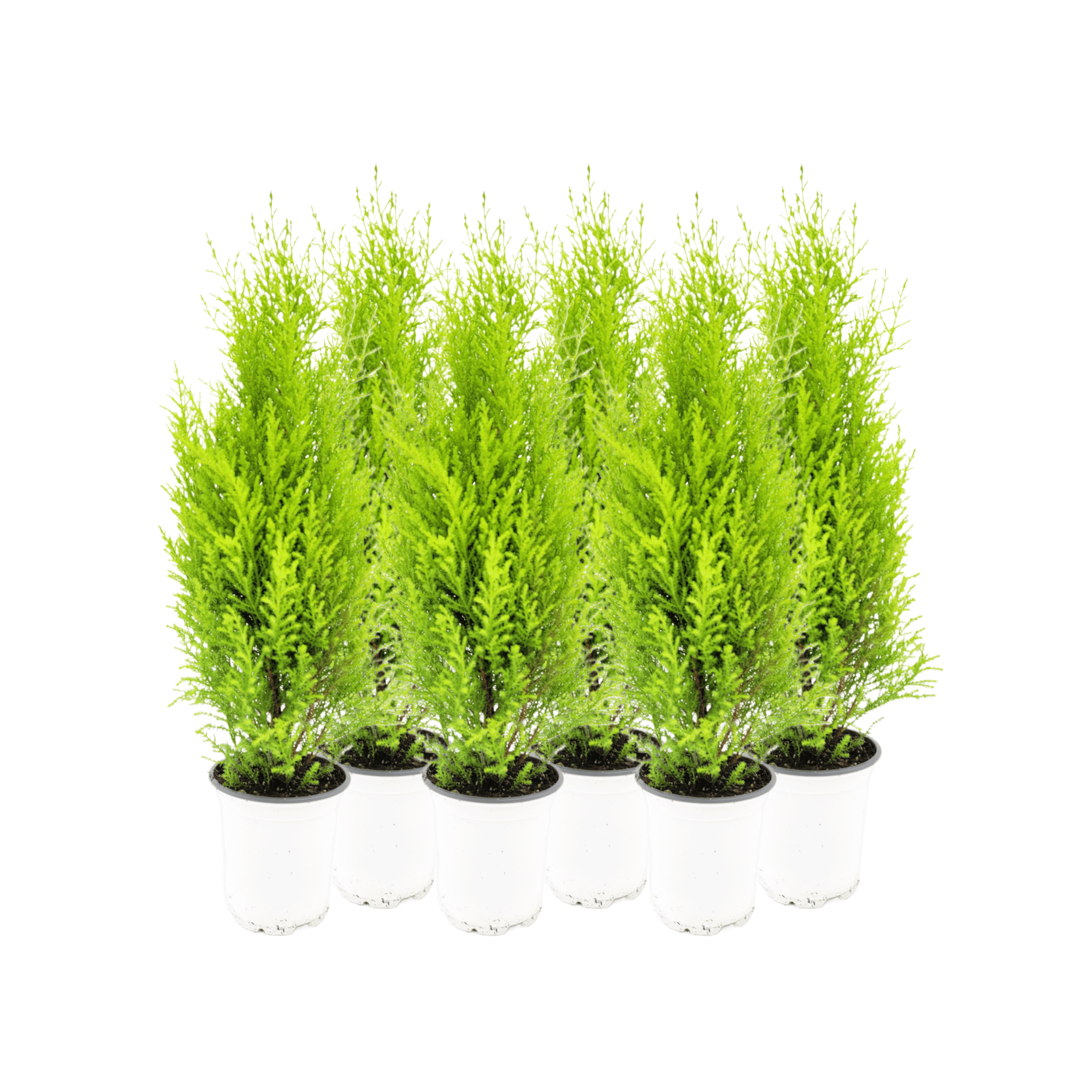 6-PK Live Dwarf Lemon Cypress, Cupressus macrocarpa ‘Goldcrest Wilma ...