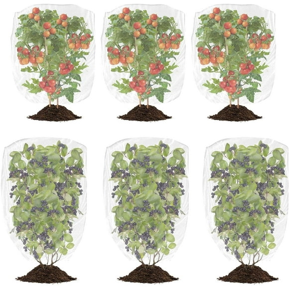 Blueberry Bush Protection