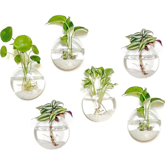 6-Pack Oblate Wall Hanging Glass Planter for Hydroponic Plants ...