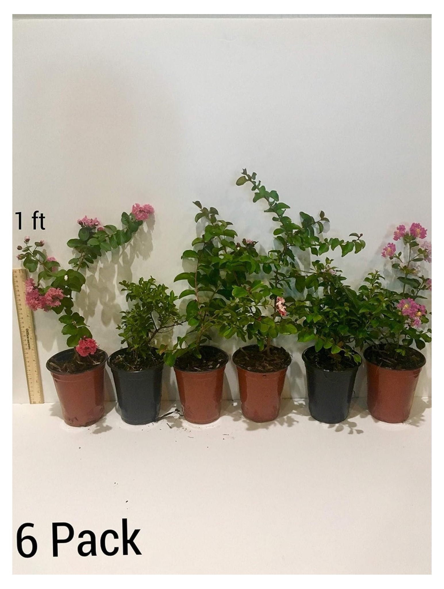 6 Pack - Red Flowering Crape Myrtle Trees - Lagerstroemia - Quart ...