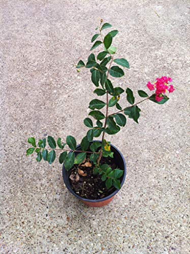 6 Pack - Red Flowering Crape Myrtle Trees - Lagerstroemia - Quart ...
