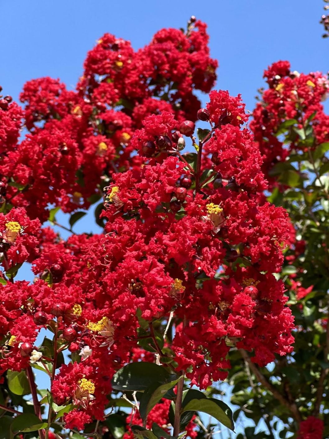 6 Pack - Red Flowering Crape Myrtle Trees - Lagerstroemia - Quart ...
