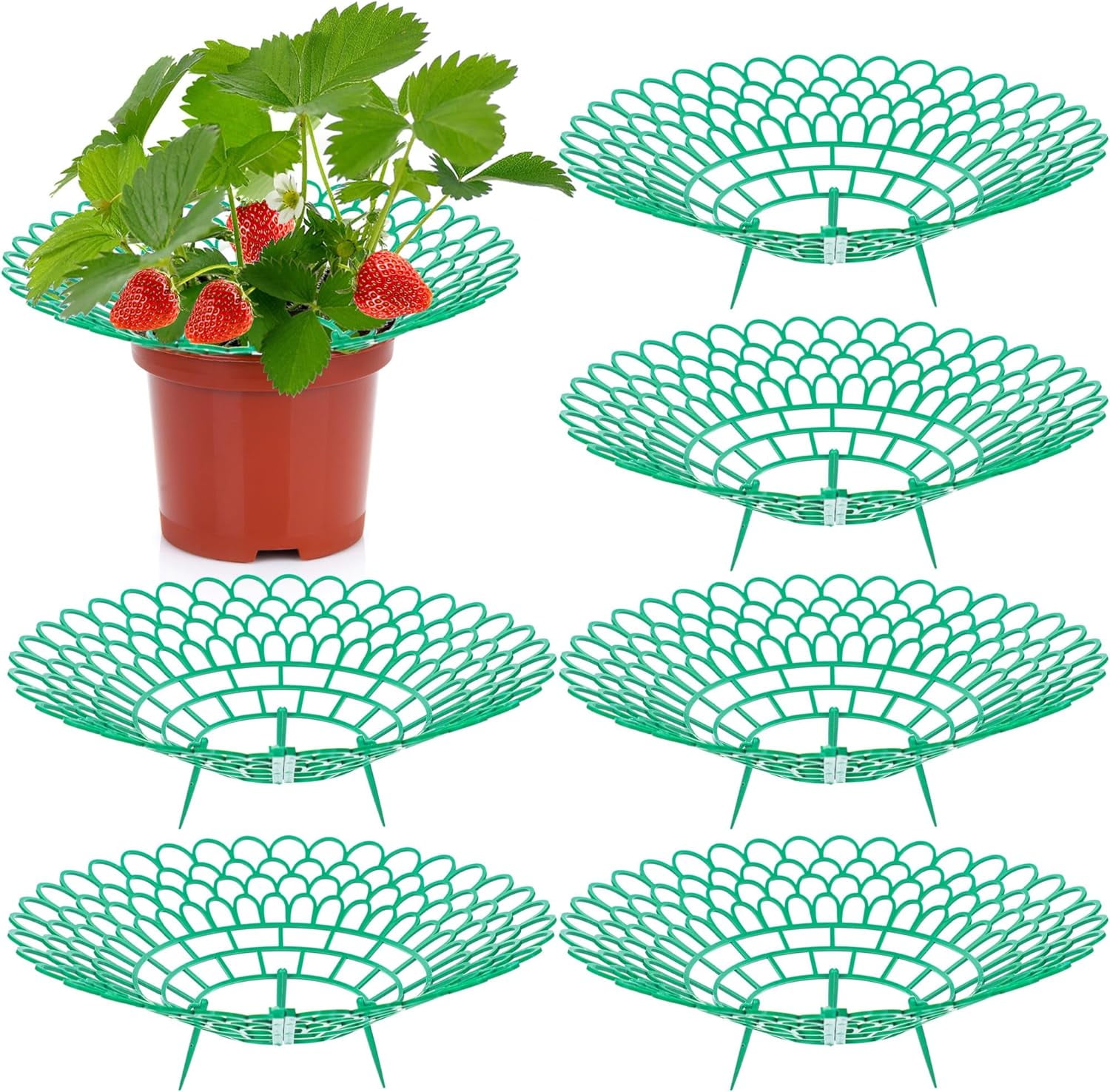 6 Pack Strawberry Supports Strawberry Plant Support Stand Strawberry ...