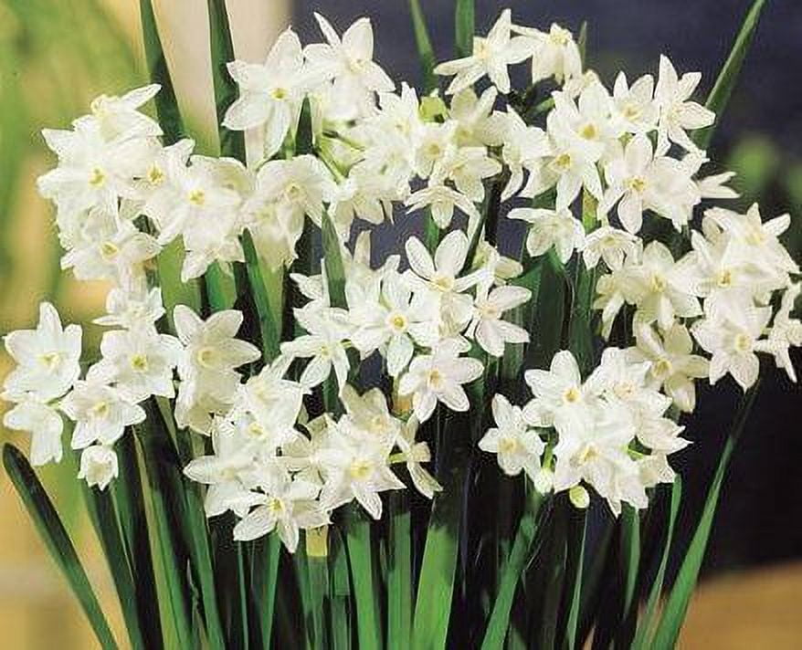 (6) Paperwhites Narcissus for Indoor Pots or Outdoor Beauty Bulbs ...