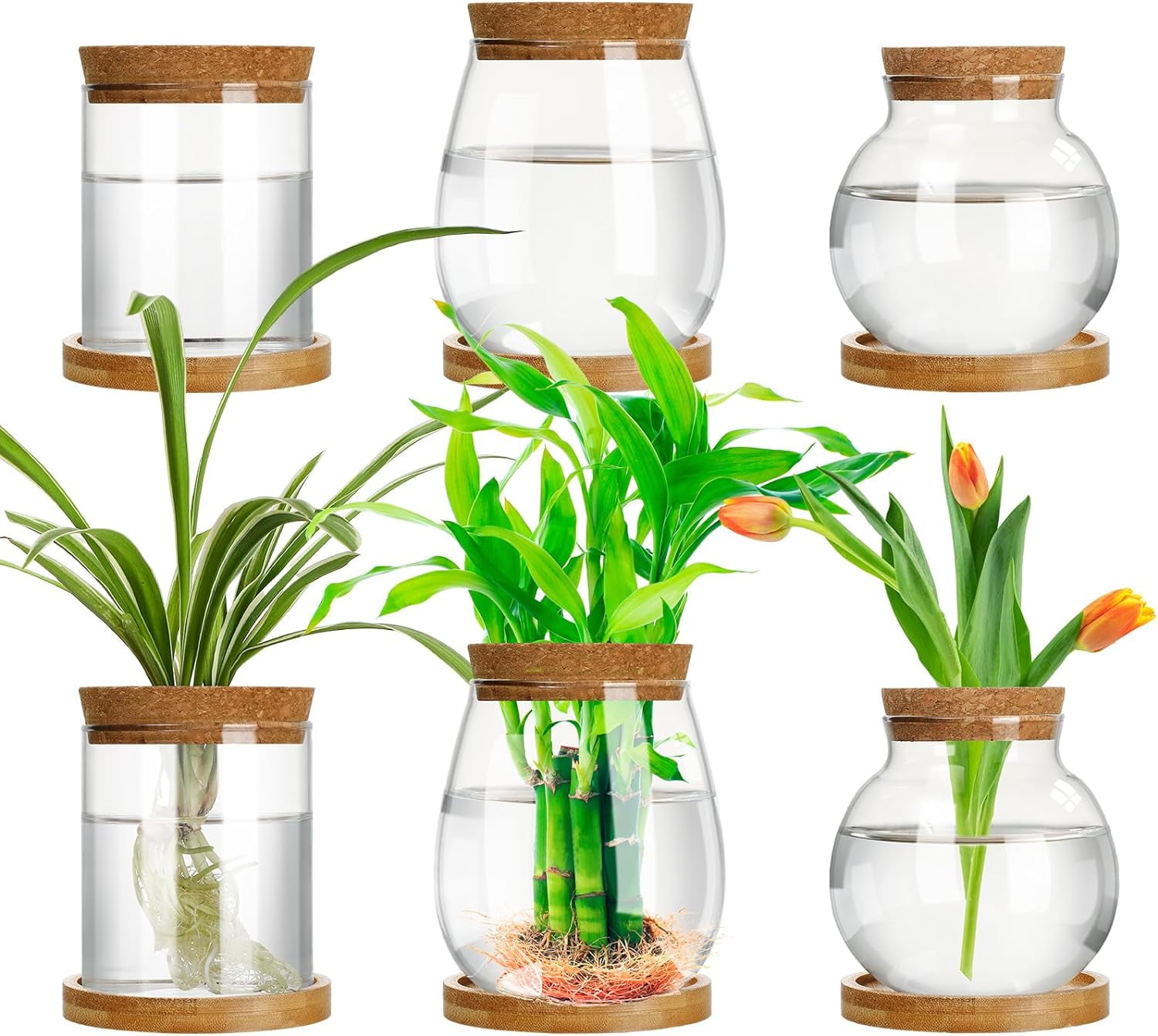 6 Pcs Plants Propagation Station Separated Desktop Plant Terrarium with ...