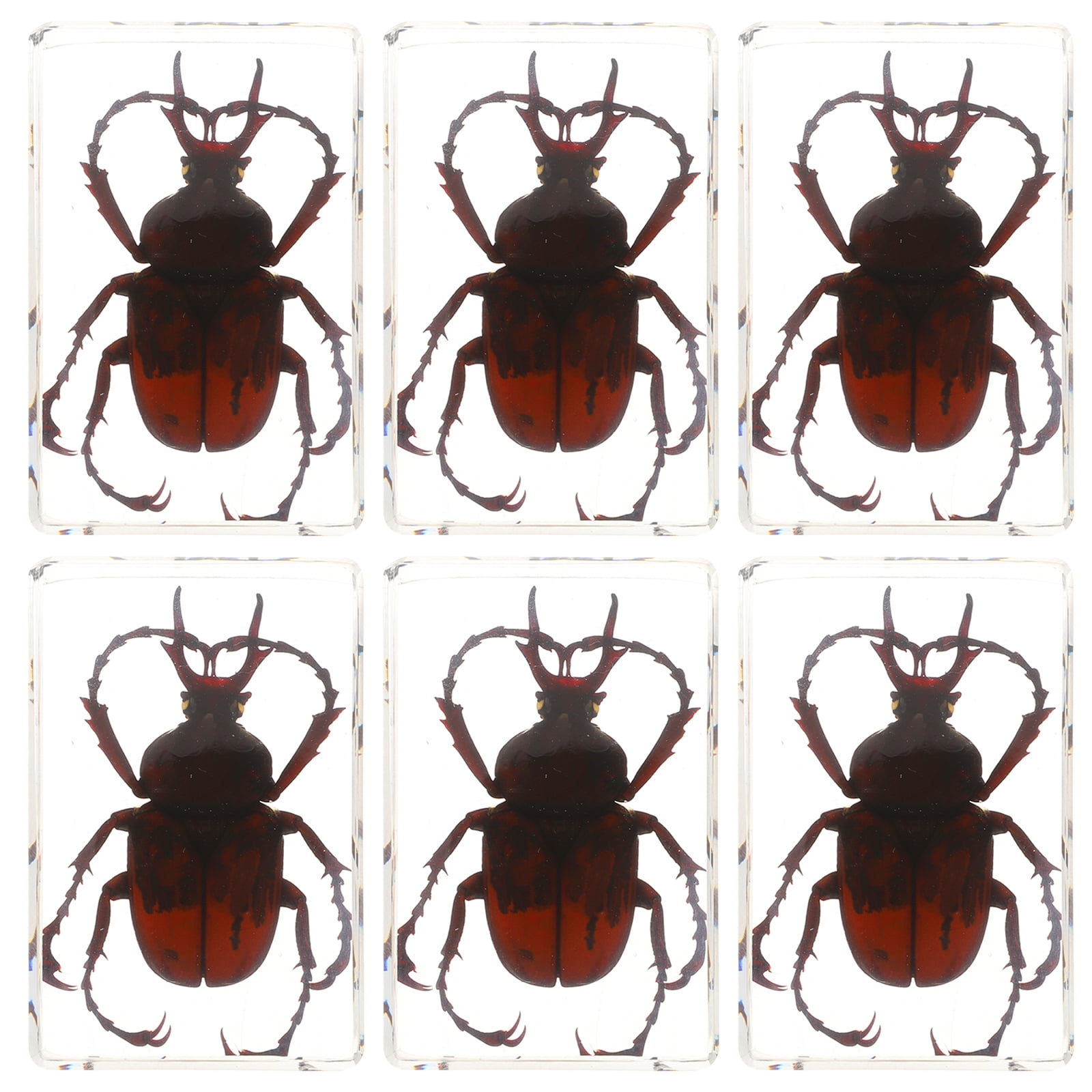 6 Pcs Real Bugs in Resin Amber Insect Specimens Vacuum Insects Child ...