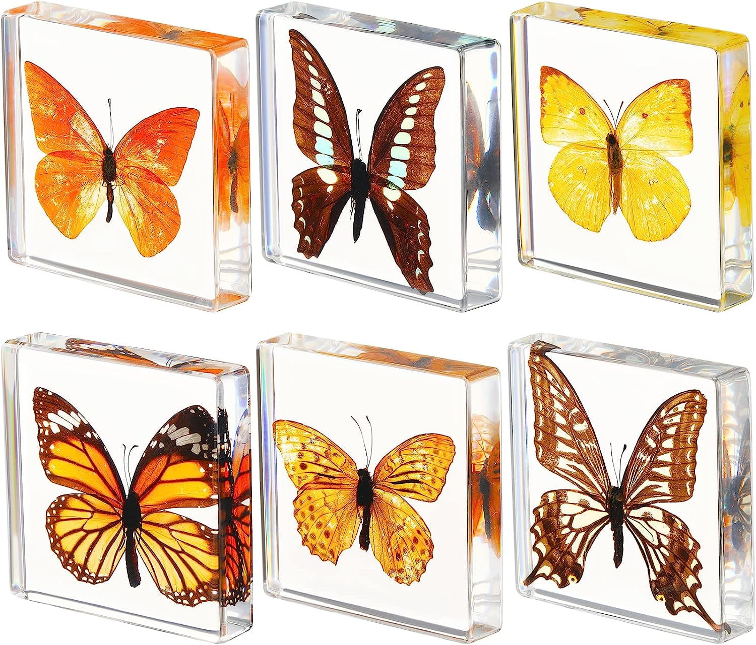 6 Pcs Real Butterfly Specimen Butterfly Paperweight Assortment Framed ...