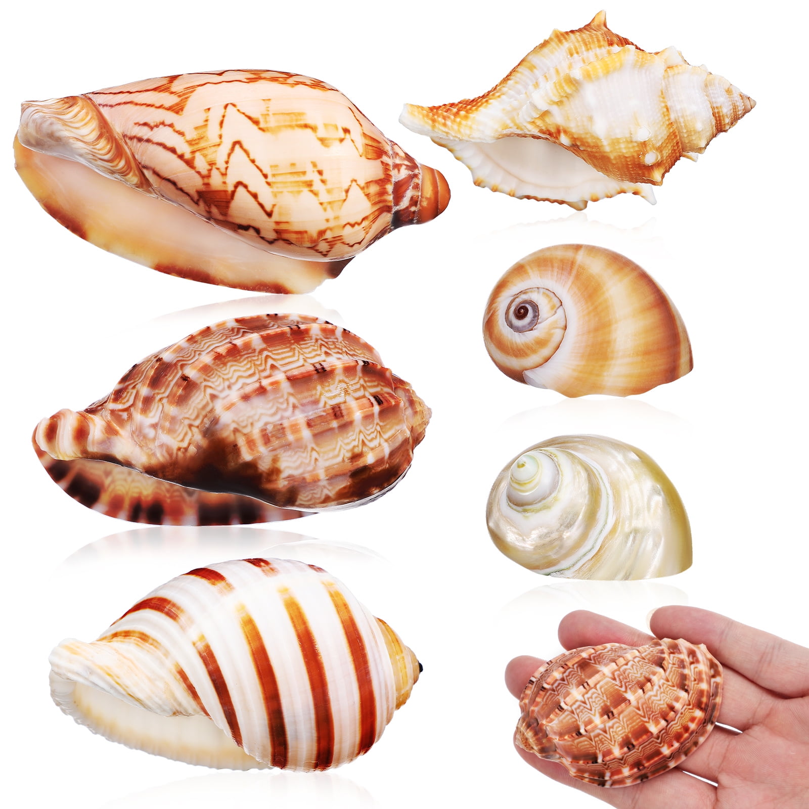 OHOIOLLA Assorted Color Natural Conch Shell for Fish Tank Decoration ...