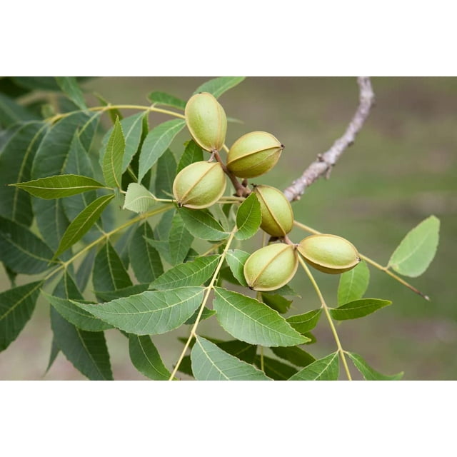 CZ Grain 6 Pecan Tree Planting Seeds, Attractive Tree - Walmart.com